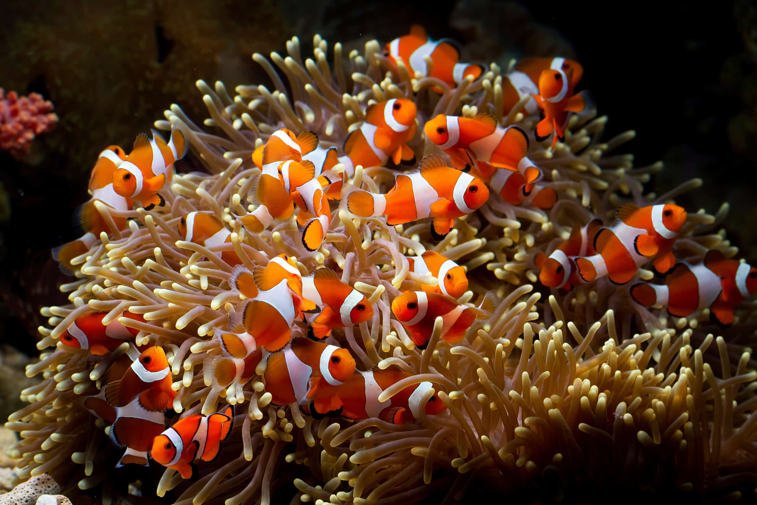 Clown Fish Characteristics Clown Anemonefish Discover Fishes Clown Fish Characteristics Clown Anemonefish Discover Fishes