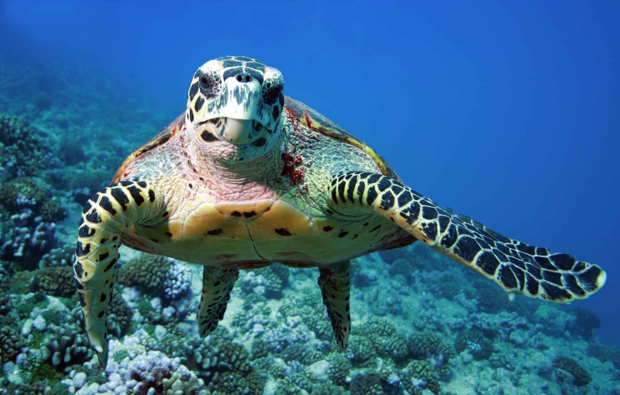 33 Facts That Will Make You Love Sea Turtles More Than Ever - A-Z ...