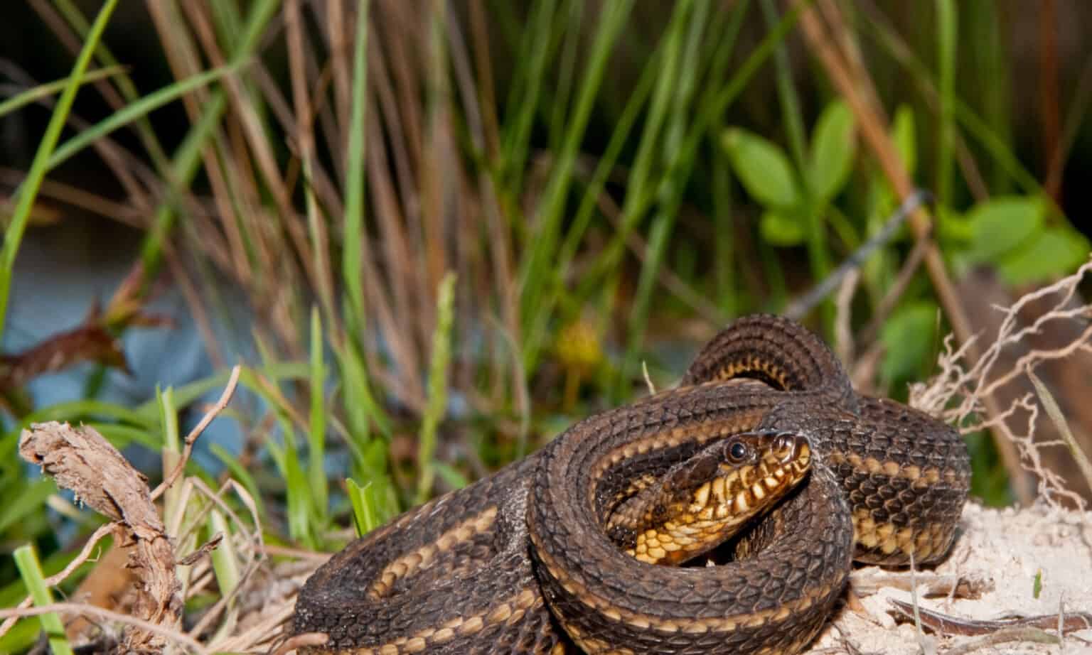 Discover the Largest Salt Marsh Snake Ever Recorded - A-Z Animals