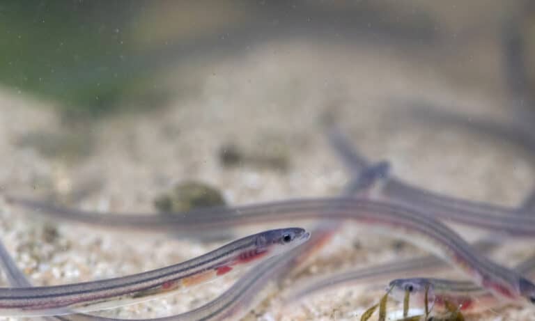 What Lives At The Bottom of The Hudson River? - A-Z Animals