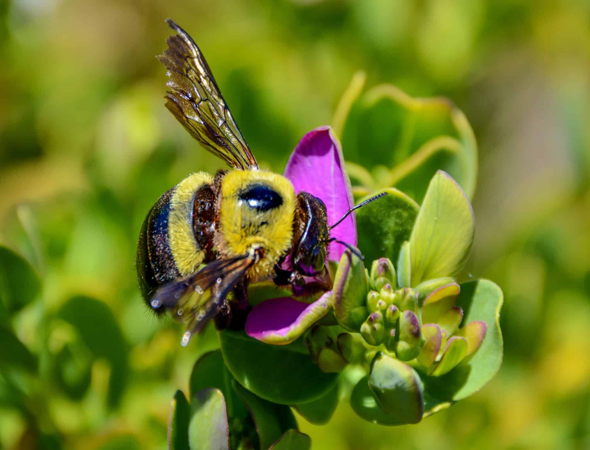 10 Pollinators Native to North America - A-Z Animals