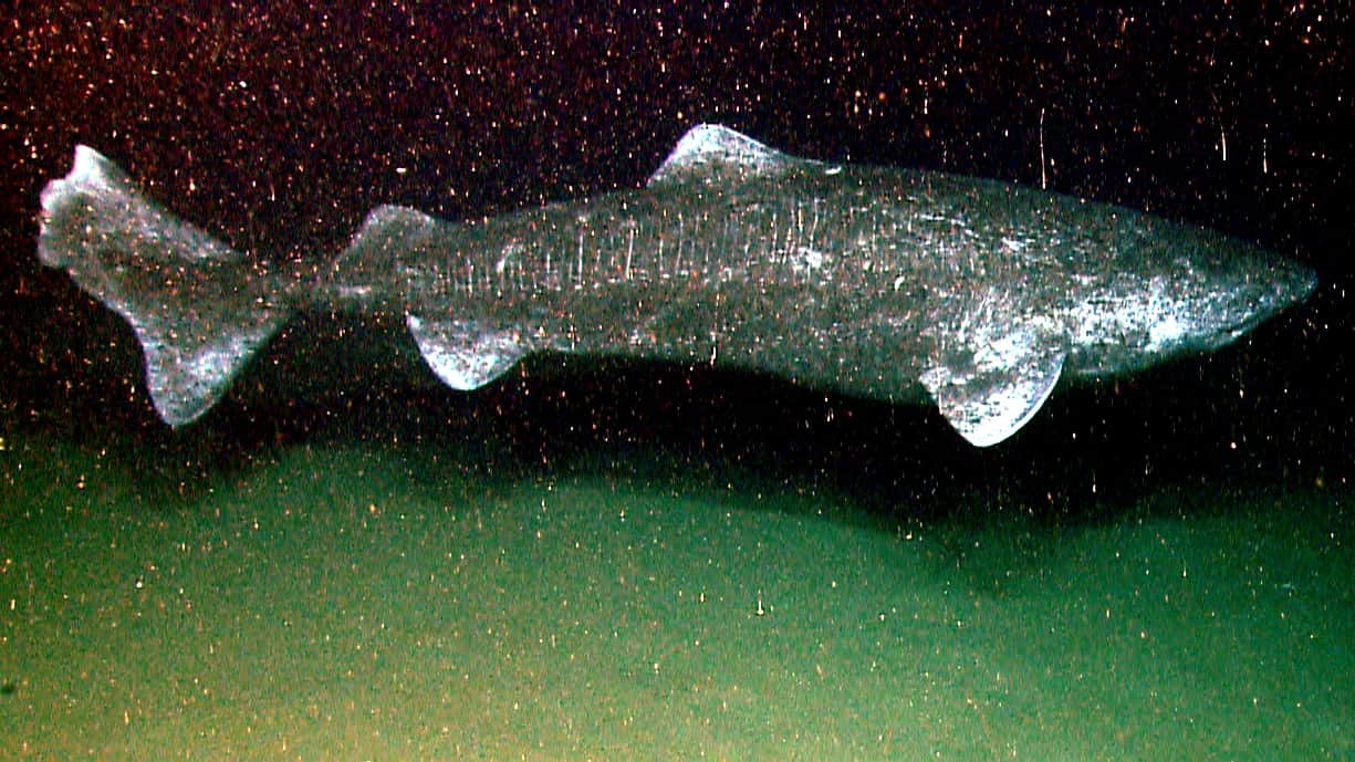 How Do Greenland Sharks Live So Long? - A-Z Animals