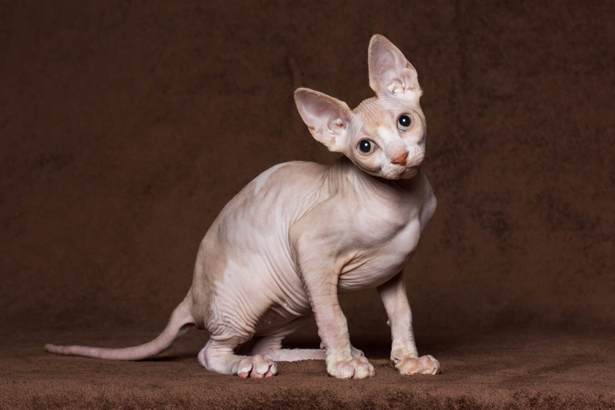 Sphynx Cat Breed Complete Guide A Z Animals Sphynx Cat Breed Complete Guide A Z Animals