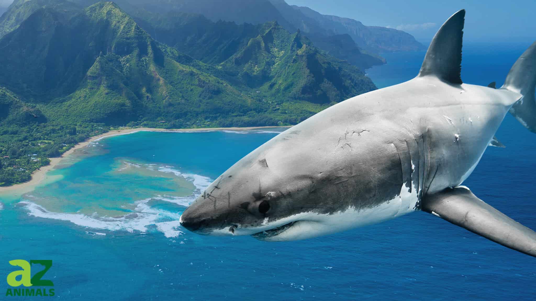 Great White Sharks in Hawaii: Where They Live and How Often They're ...