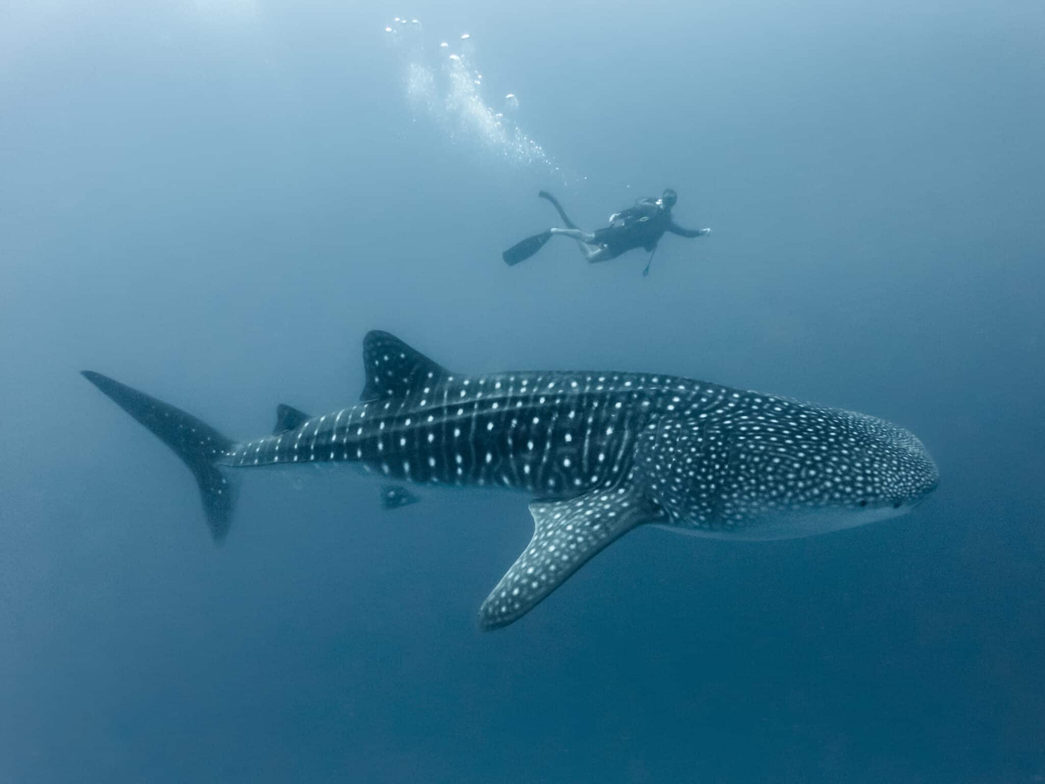 The World s Largest Fish 10 Incredible Facts About Whale Sharks A Z The World s Largest Fish 10 Incredible Facts About Whale Sharks A Z