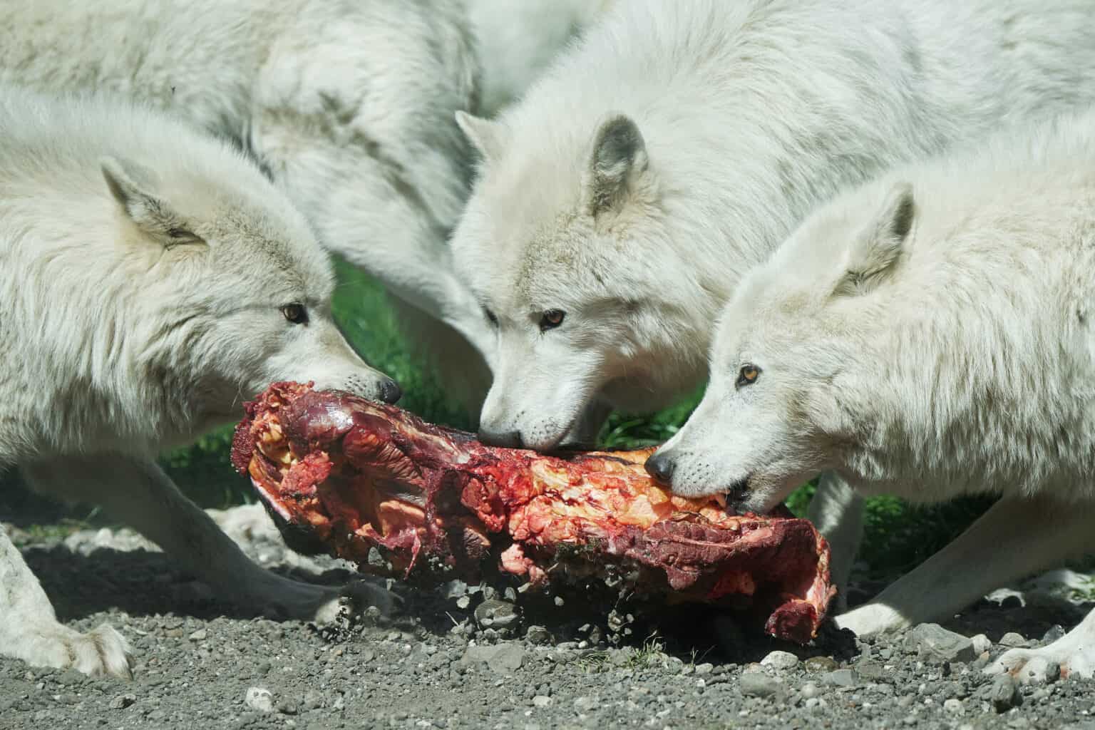 How Arctic Wolves Thrive in Extreme Cold and Darkness - A-Z Animals