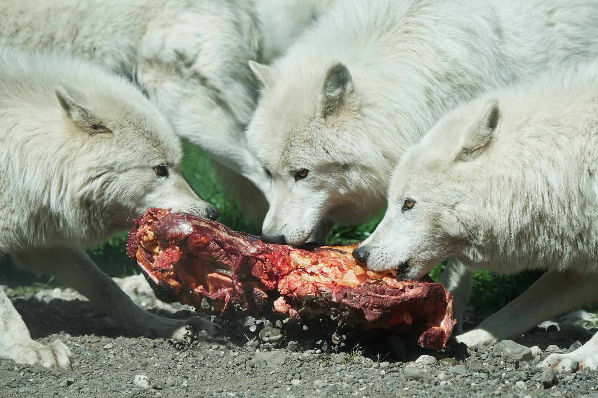 How Arctic Wolves Thrive in Extreme Cold and Darkness - A-Z Animals
