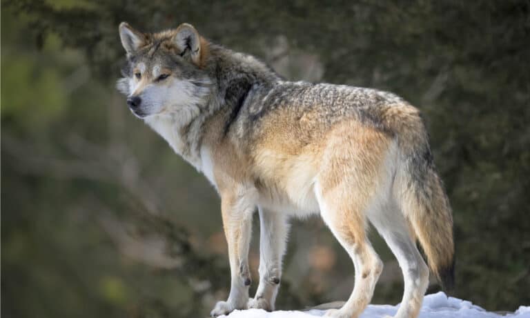 Discover The 6 Exclusive Zoos With Wolves - A-Z Animals
