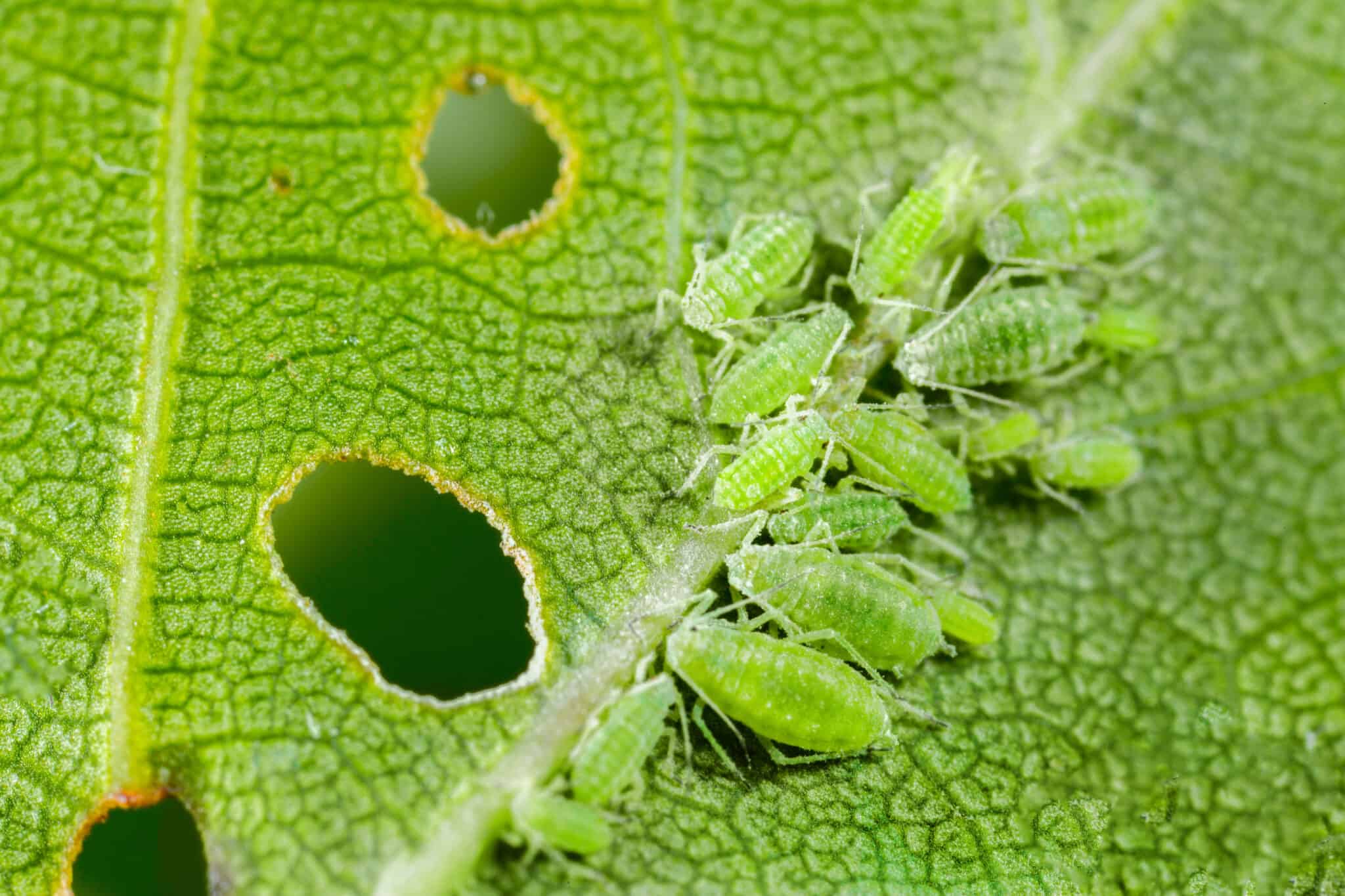 Discover 7 Common Types of Aphid - A-Z Animals