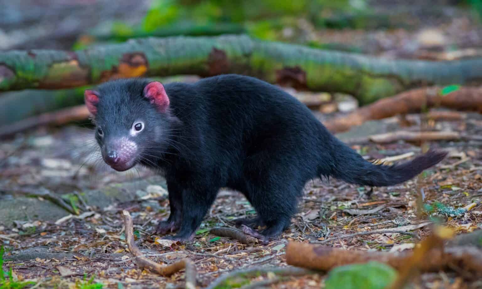Tasmanian Devil Animal Facts - Sarcophilus harrisii - A-Z Animals