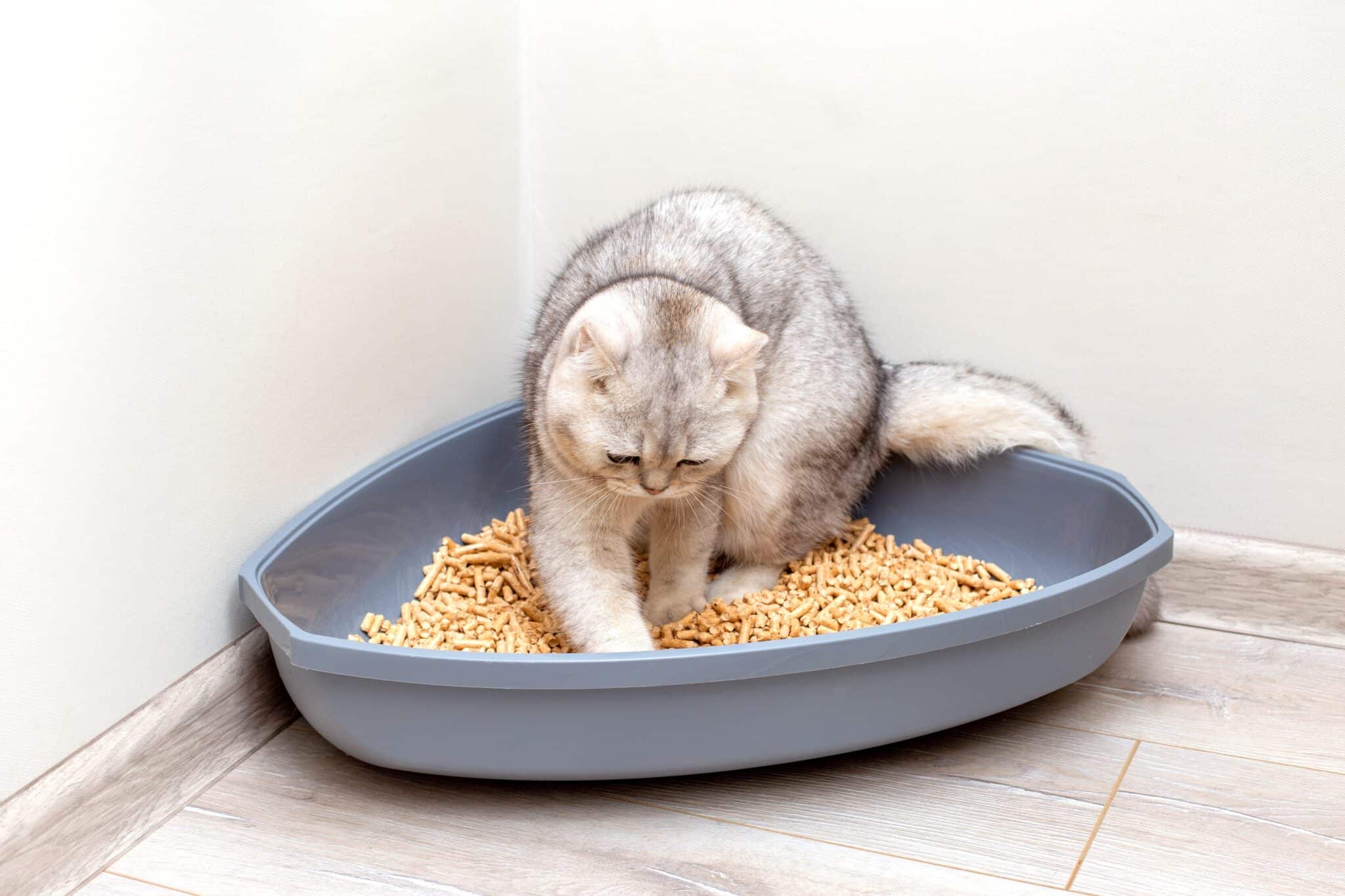 Why Did My Cat Poop on My Bed? Top Reasons and How to Prevent It - A-Z ...