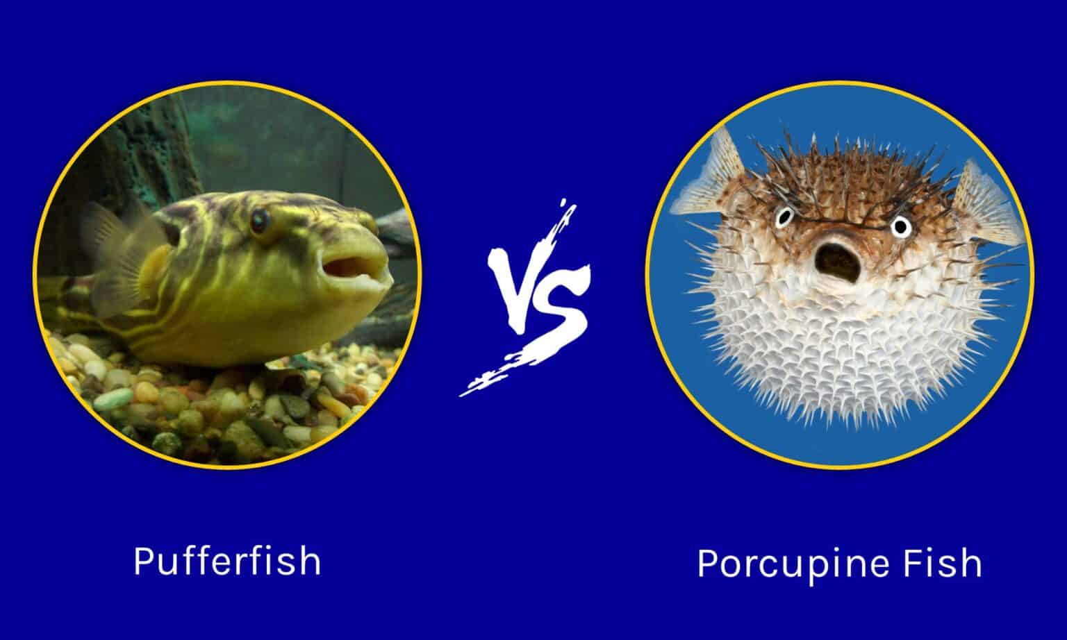 Pufferfish vs Porcupine Fish: What are the Differences? - A-Z Animals