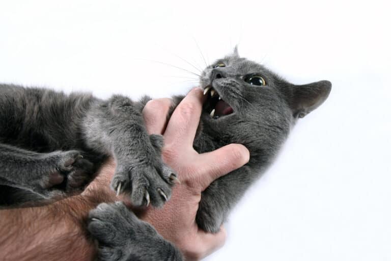 The 5 Reasons Cats Bite