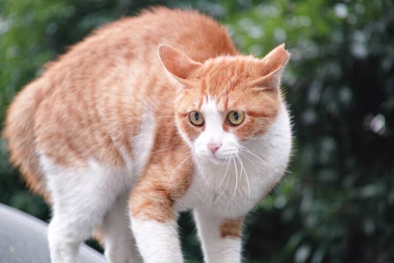 13 Animals That Can Climb Trees - A-Z Animals