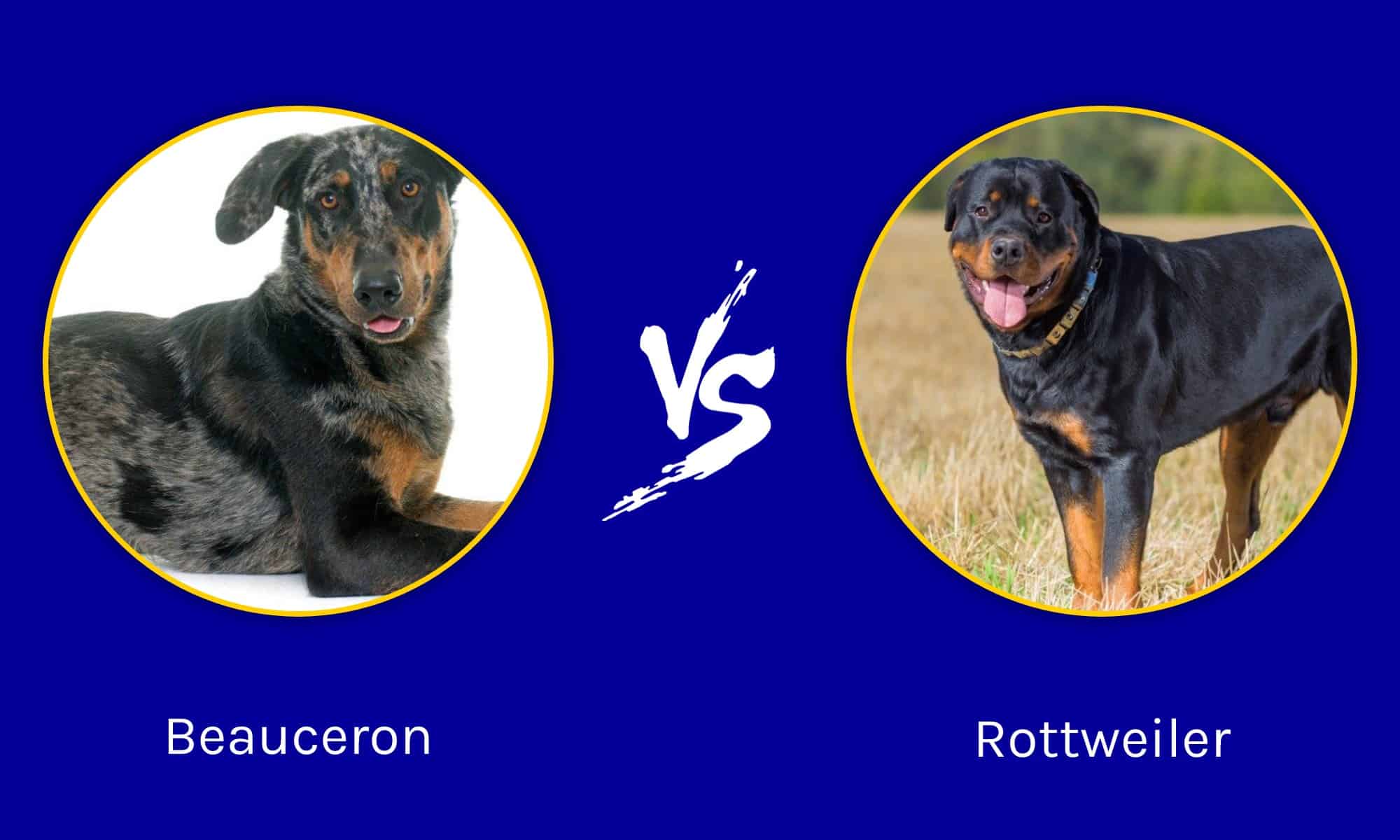Beauceron vs Rottweiler: What Are The Differences? - A-Z Animals