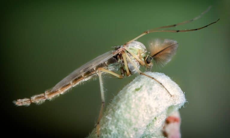Male vs. Female Mosquito: The Key Differences - A-Z Animals