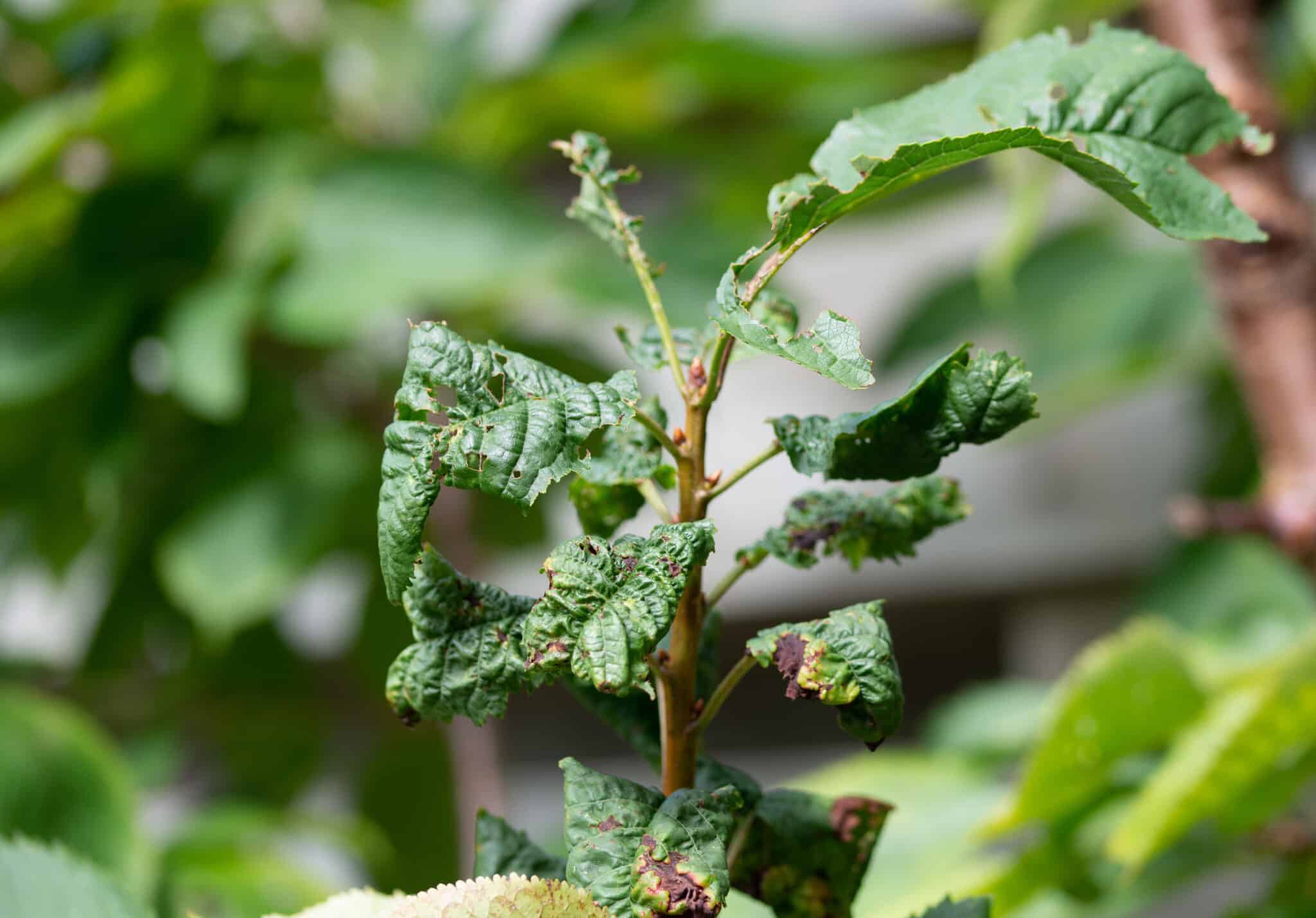Aphids on Your Plants? How to Get Rid of Aphids Permanently - A-Z Animals