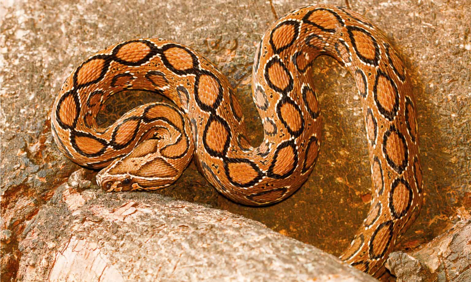 Russel’s Viper Animal Facts | Daboia russelii - AZ Animals