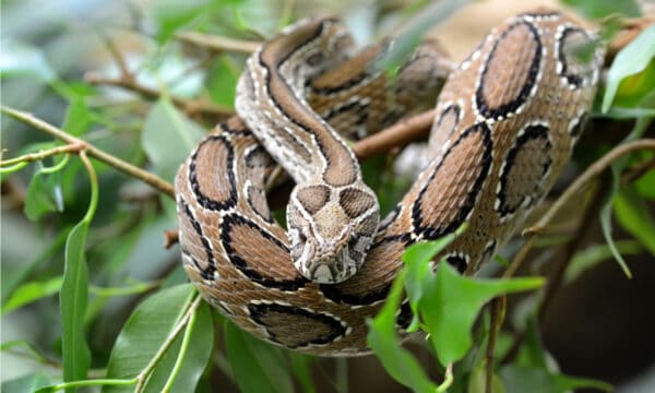 Viper Size Comparison: Just How Big Do These Dangerous Snakes Get? - A ...