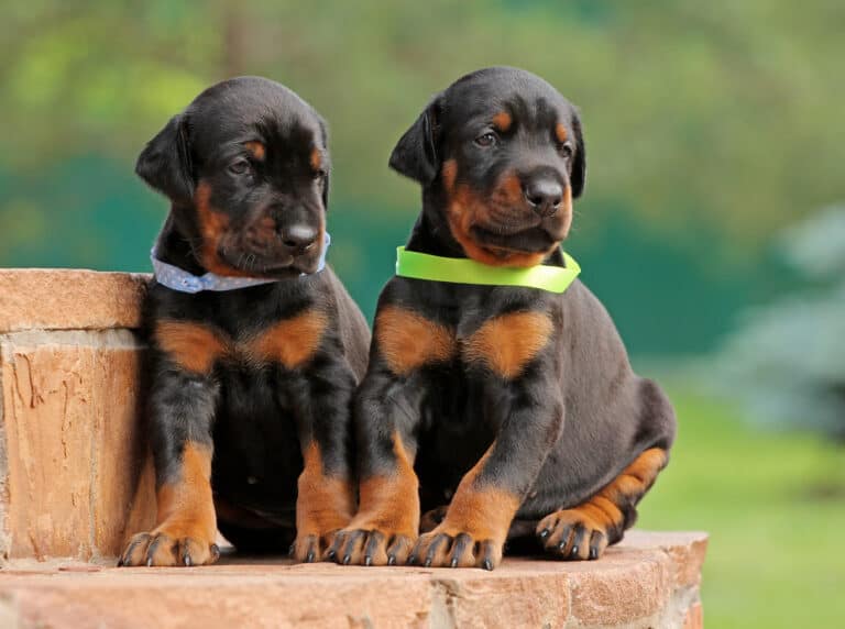 Doberman Pinscher Progression: Growth Chart, Milestones, and Training ...