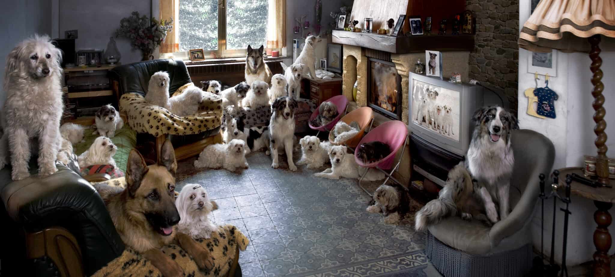 How Many Pets is Too Many? Where's the Line Between Animal Lover and ...