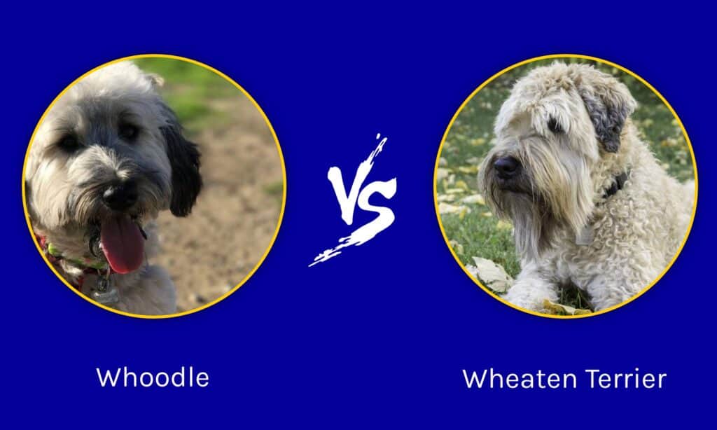 Whoodle vs Wheaten Terrier: 違いは何ですか?: capgamma8989