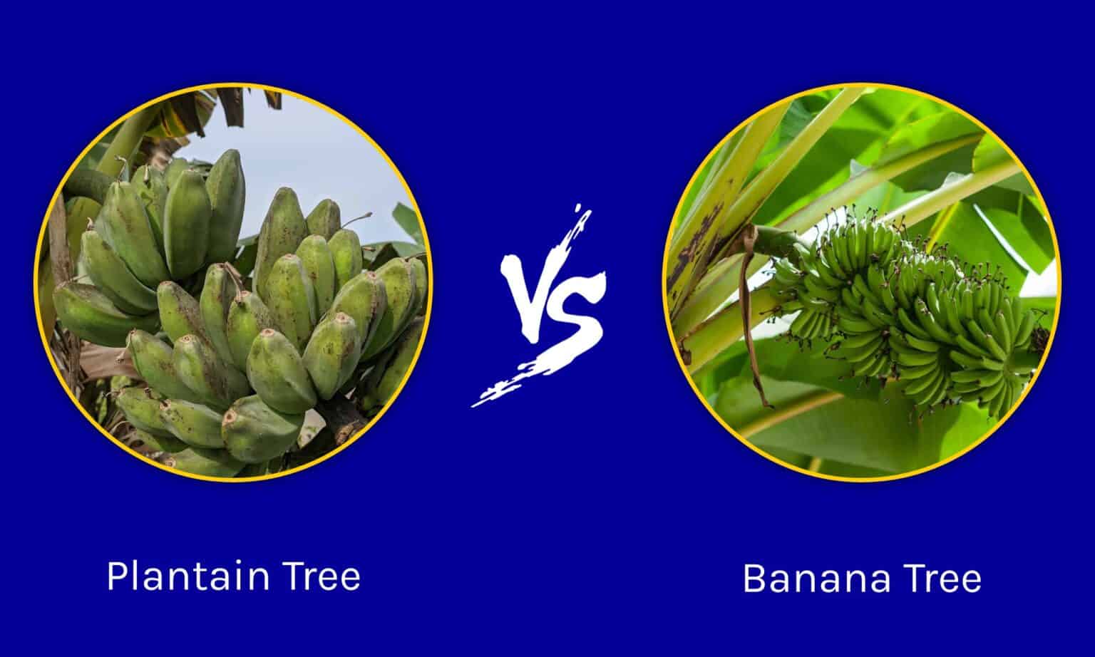 Plantain Tree vs Banana Tree: 5 Key Differences - A-Z Animals