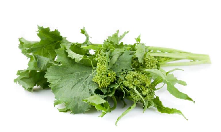 Explore the 26 Vegetables That Start with R - A-Z Animals