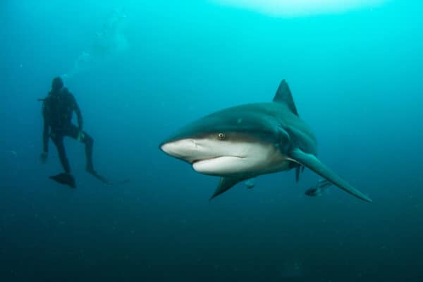 Bull Shark Predators: What Eats a Bull Shark? - A-Z Animals