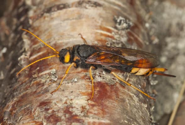 Discover the 6 Different Types of Tree Borers - A-Z Animals