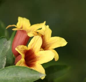 The Top 12 Best Vines That Attract Hummingbirds - A-Z Animals