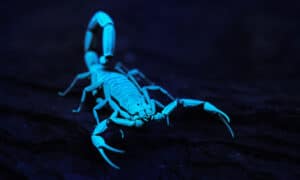 How Many Legs Do Scorpions Have? 5 Interesting Facts About Scorpion ...