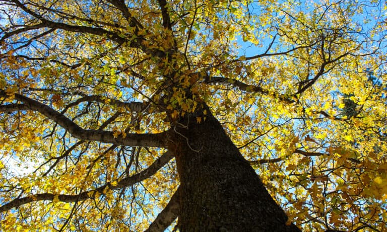 The 23 Most Iconic Trees Native to Indiana - A-Z Animals