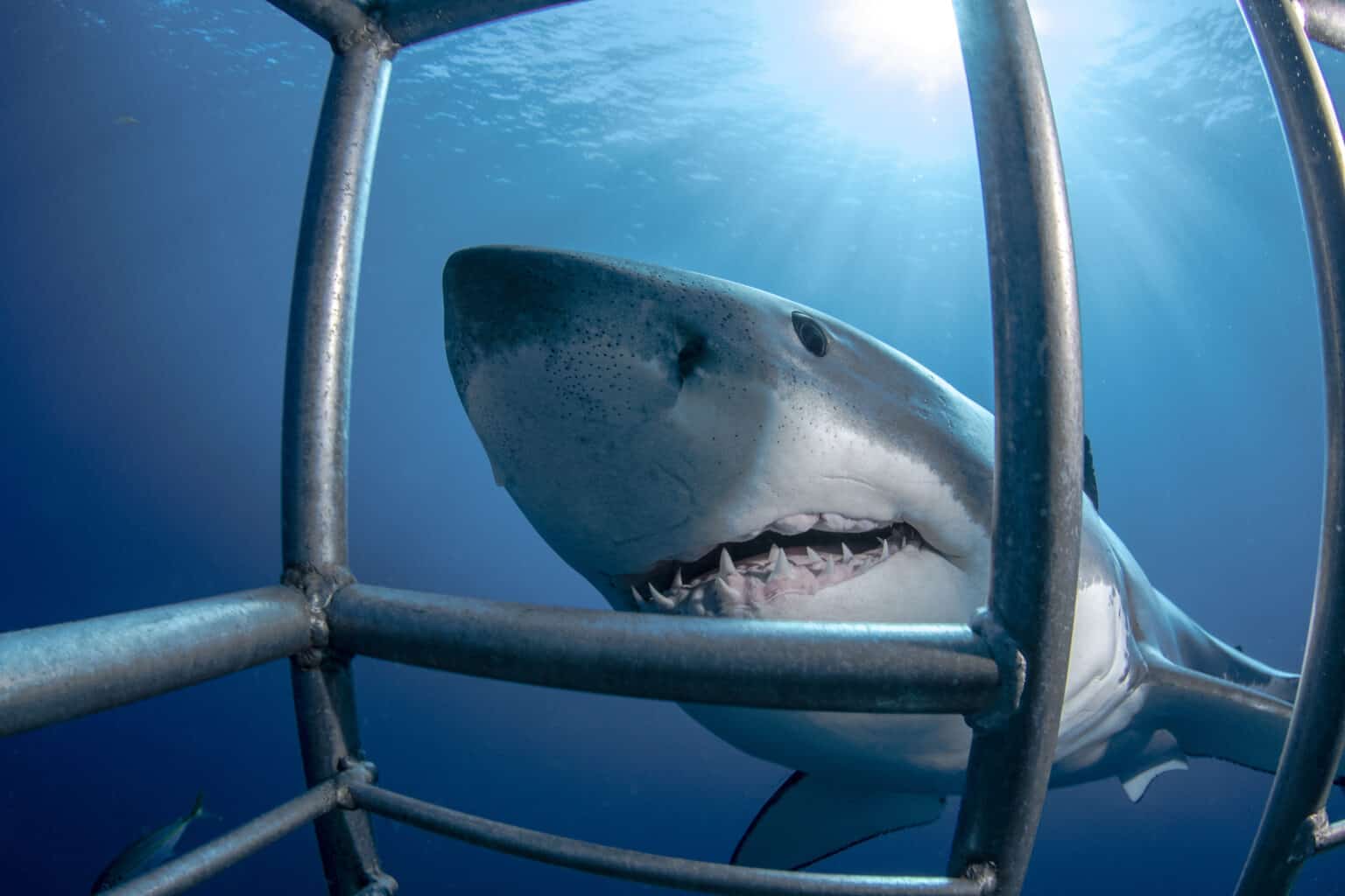 The Largest Great White Ever Found Off Georgia's Coast - A-Z Animals