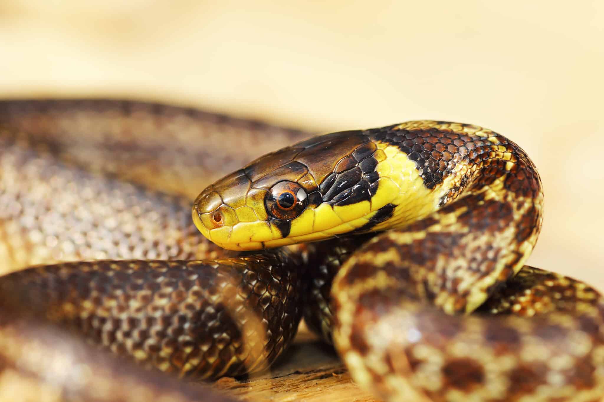 Aesculapian Snake Animal Facts - Zamenis longissimus - A-Z Animals