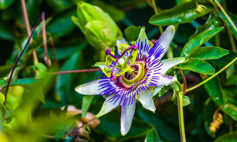 Discover 13 Flowering Vines That Bloom All Summer