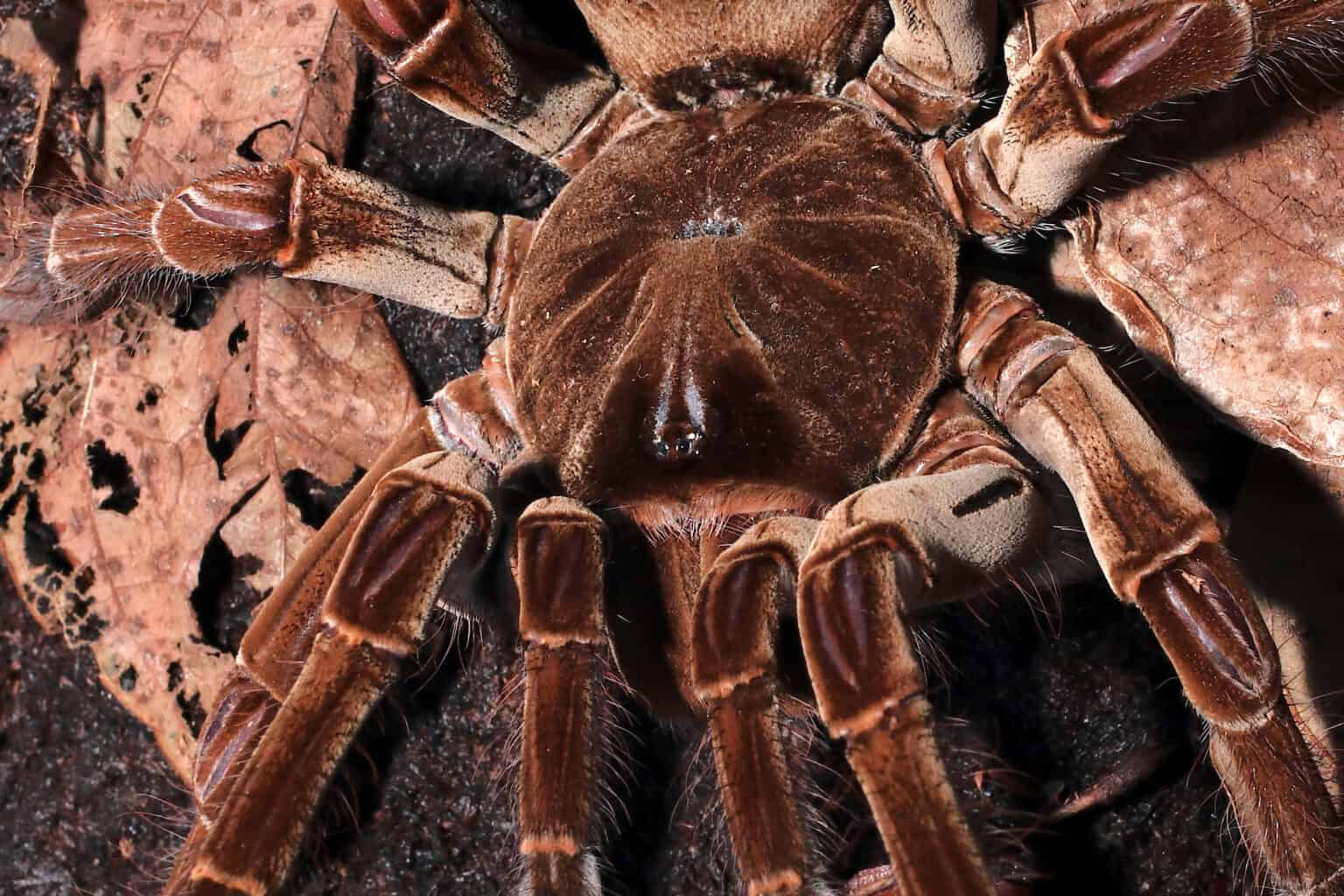 This Bristle-Throwing Spider Eats Frogs! - A-Z Animals Slideshows