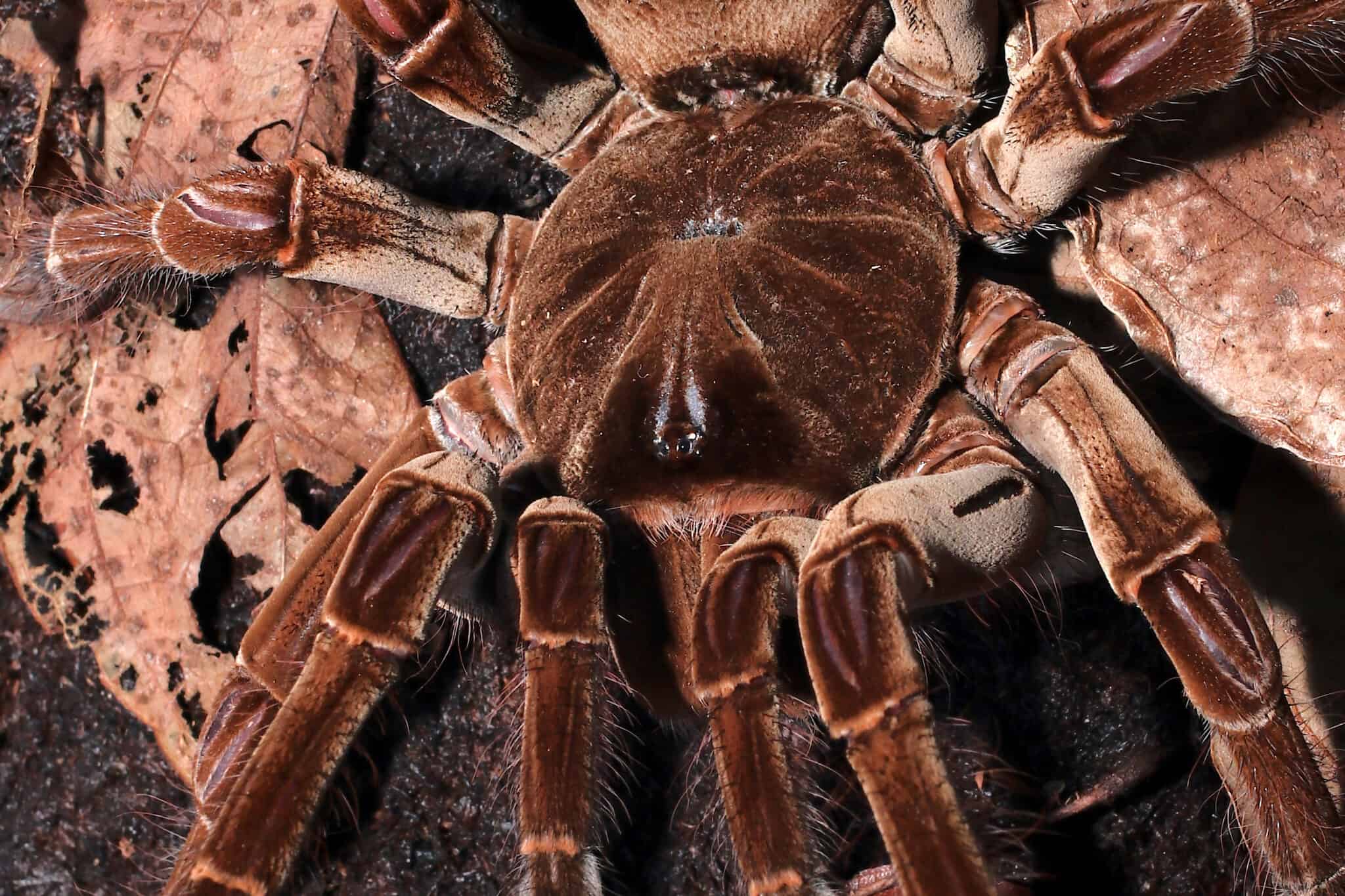 This Bristle-Throwing Spider Eats Frogs! - A-Z Animals Slideshows