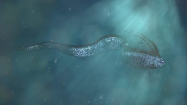 Meet the World's Longest Bony Fish That Inspired Doomsday Myths - A-Z ...