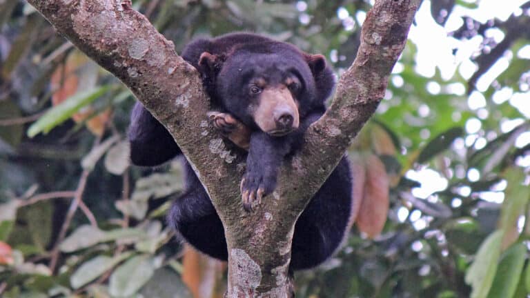 Sun Bear Animal Facts - Helarctos malayanus - A-Z Animals