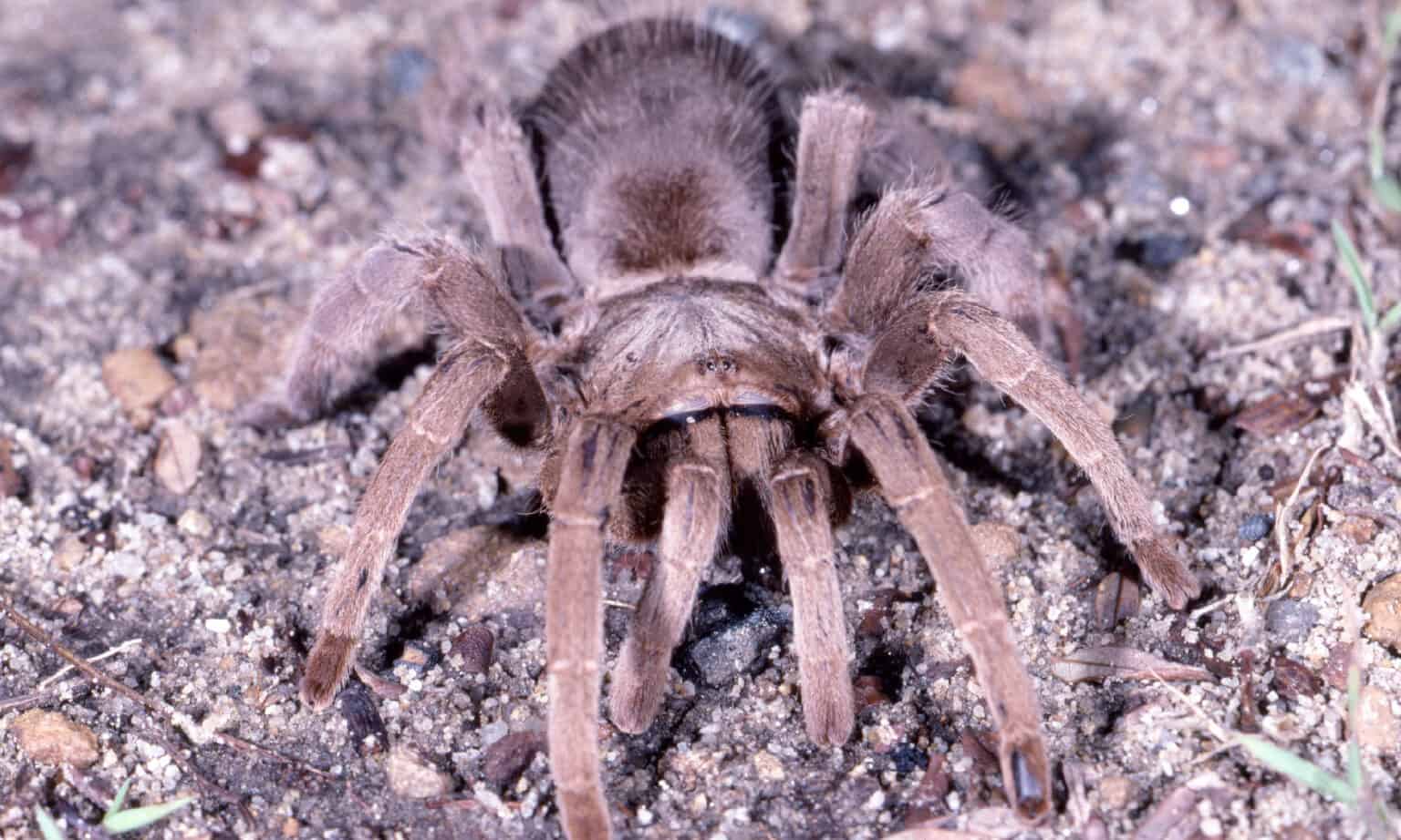 These Australian Spiders Are From Your Nightmares - A-Z Animals Slideshows