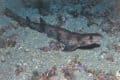 What Lives in the Baltic Sea and Is It Safe to Swim? - A-Z Animals