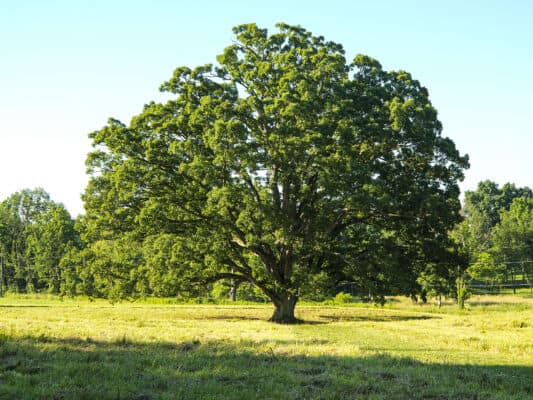 13 Beautiful Trees Native to Massachusetts - A-Z Animals