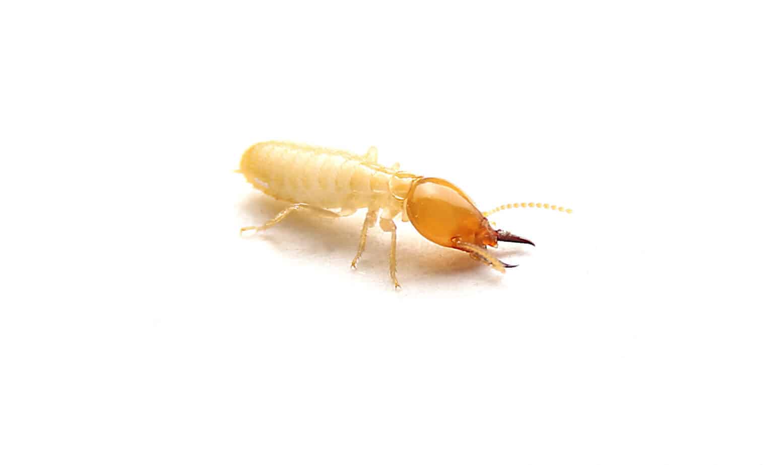 Termites in Texas: Where They Live & How to Get Rid of Them - A-Z Animals