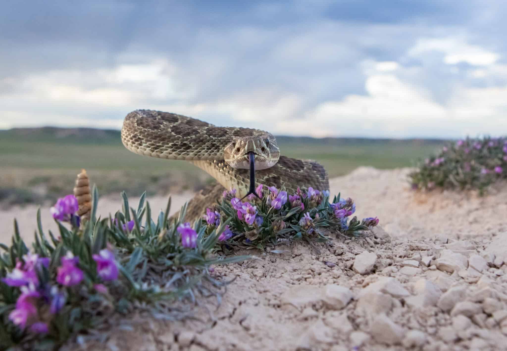 Prairie Rattlesnake Animal Facts - Crotalus viridis - A-Z Animals