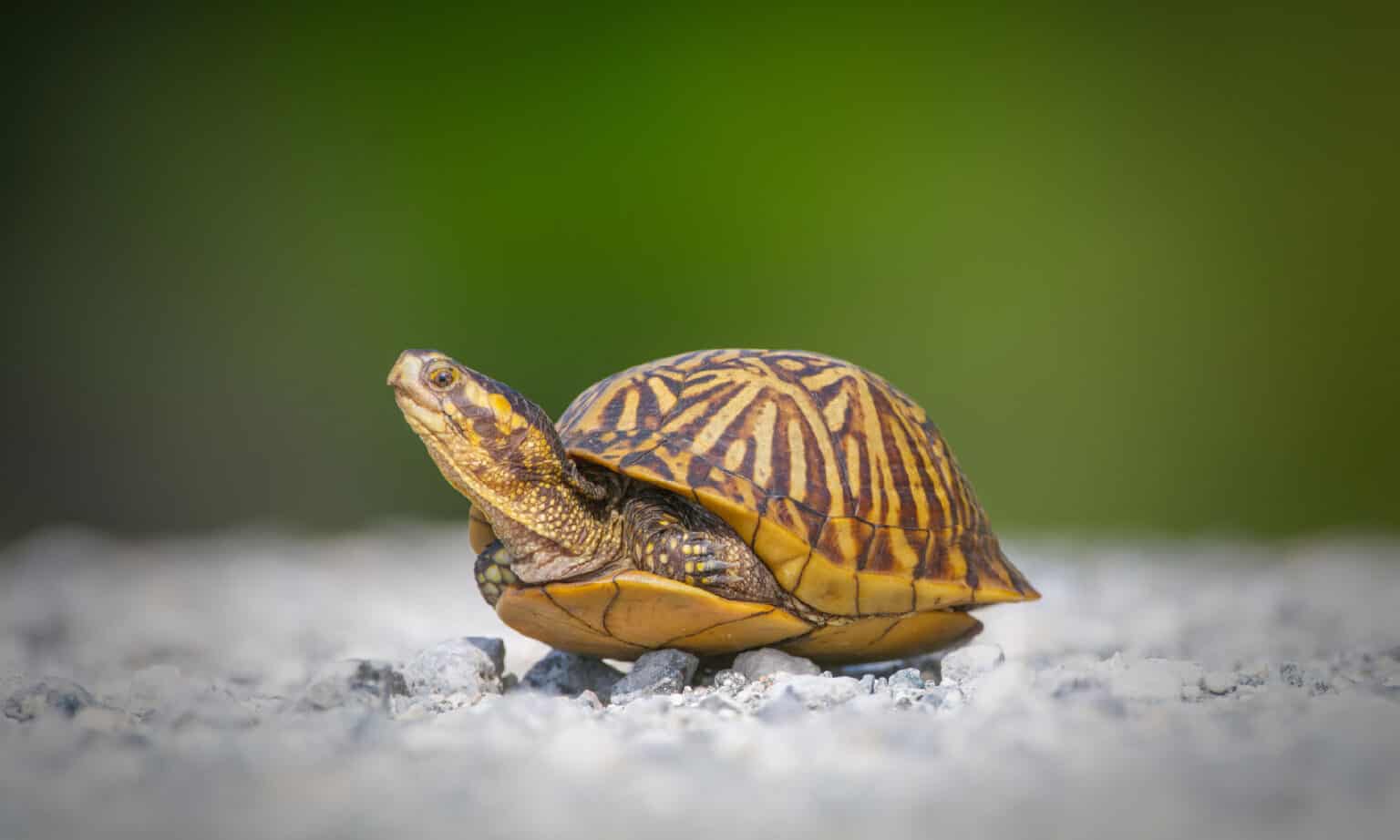 Box Turtles Uncovered: Their Habits, Habitats, and Hidden Secrets - A-Z ...