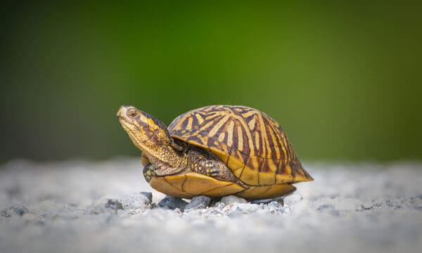 Can Box Turtles Swim? 5 Important Precautions to Take - A-Z Animals