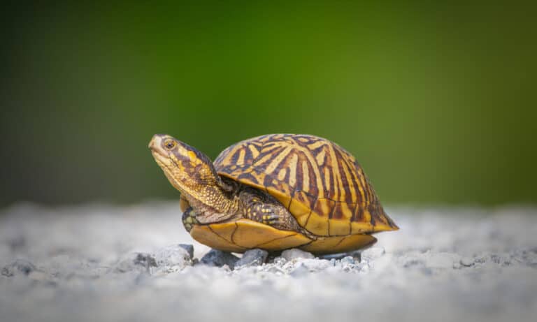 Box Turtles Uncovered: Their Habits, Habitats, and Hidden Secrets - A-Z ...