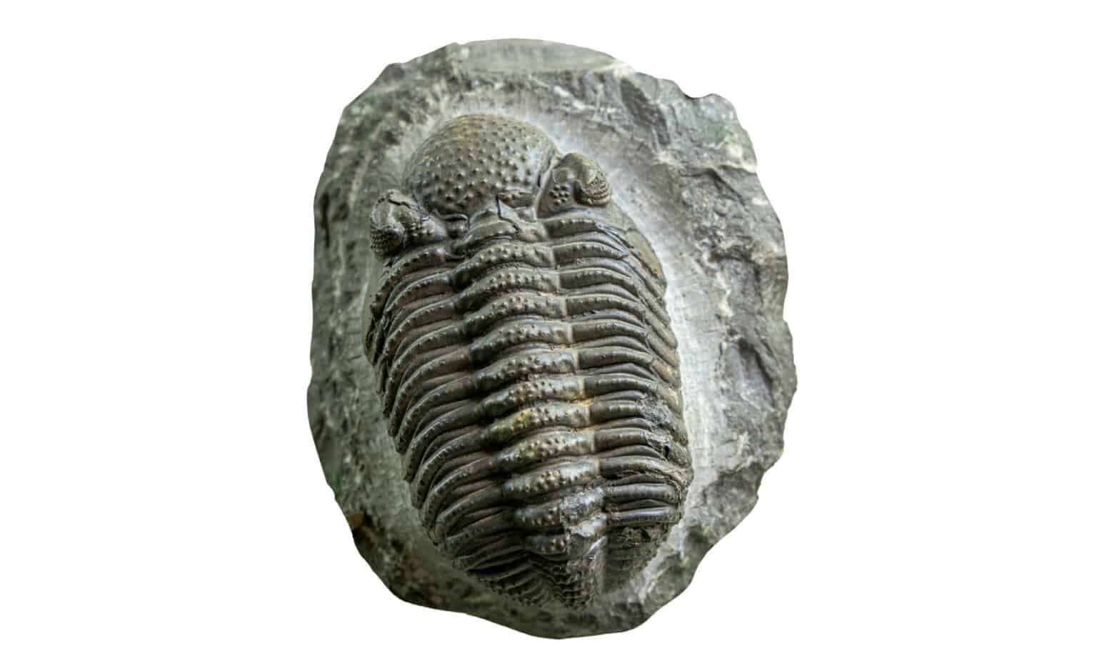 Discover 6 Extinct Animals That Lived in Pennsylvania - A-Z Animals