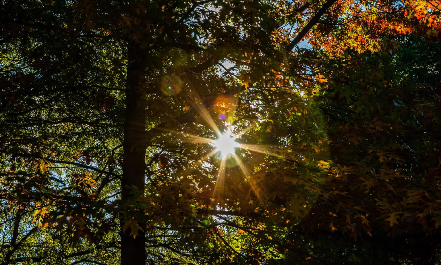 10 Native Plants in North Carolina - A-Z Animals
